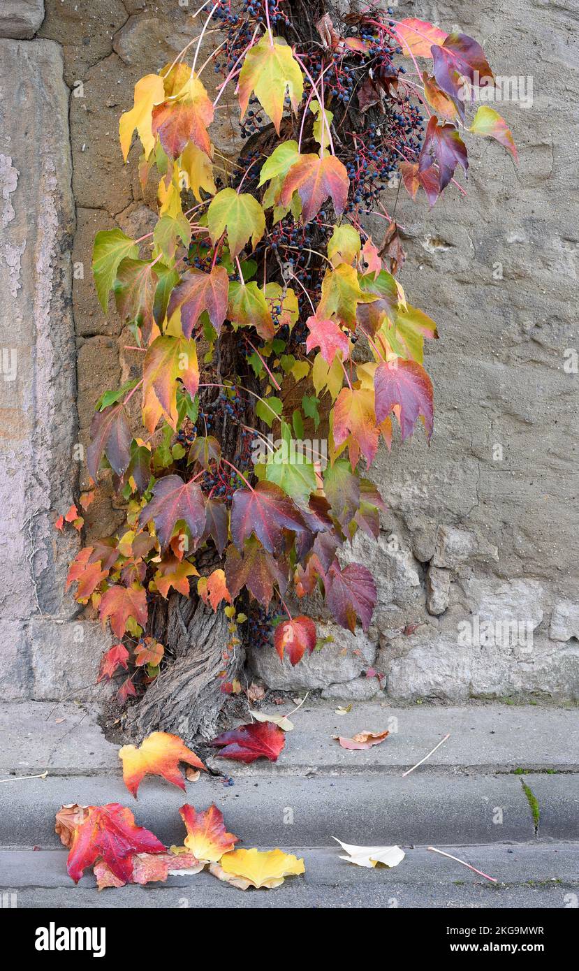 Autumn Virginia plant Creeping on a wall Stock Photo - Alamy