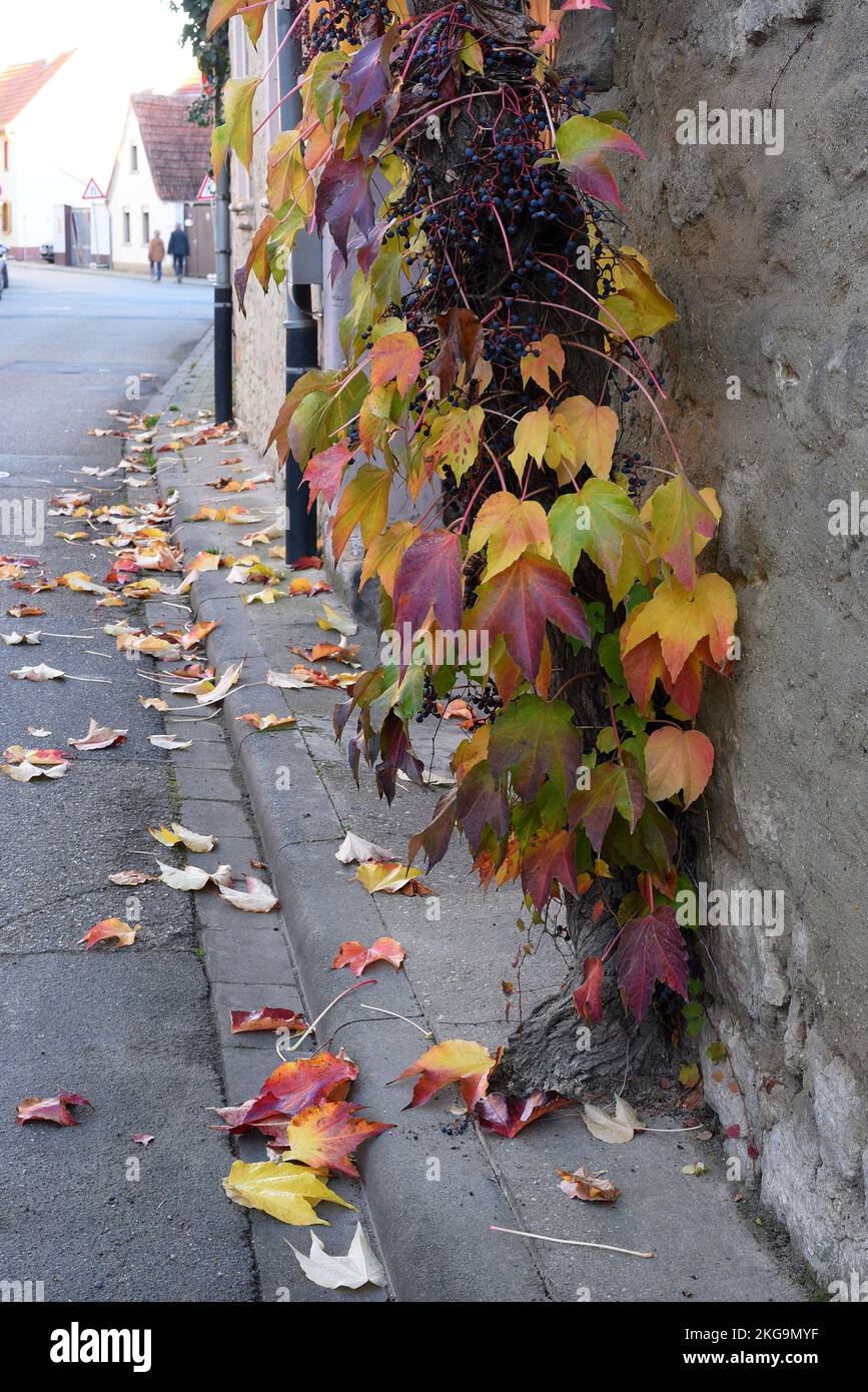 Autumn Virginia plant Creeping on a wall Stock Photo - Alamy