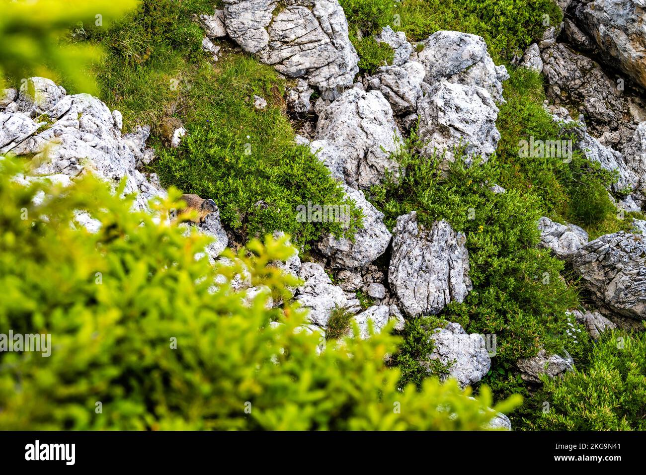 Description: Alpine marmots wandering through rock garden in the ...