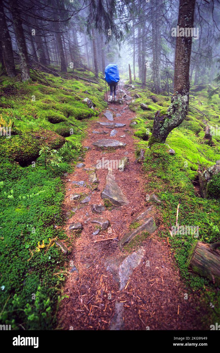 Tourist on a misty path in wild forest Stock Photo - Alamy