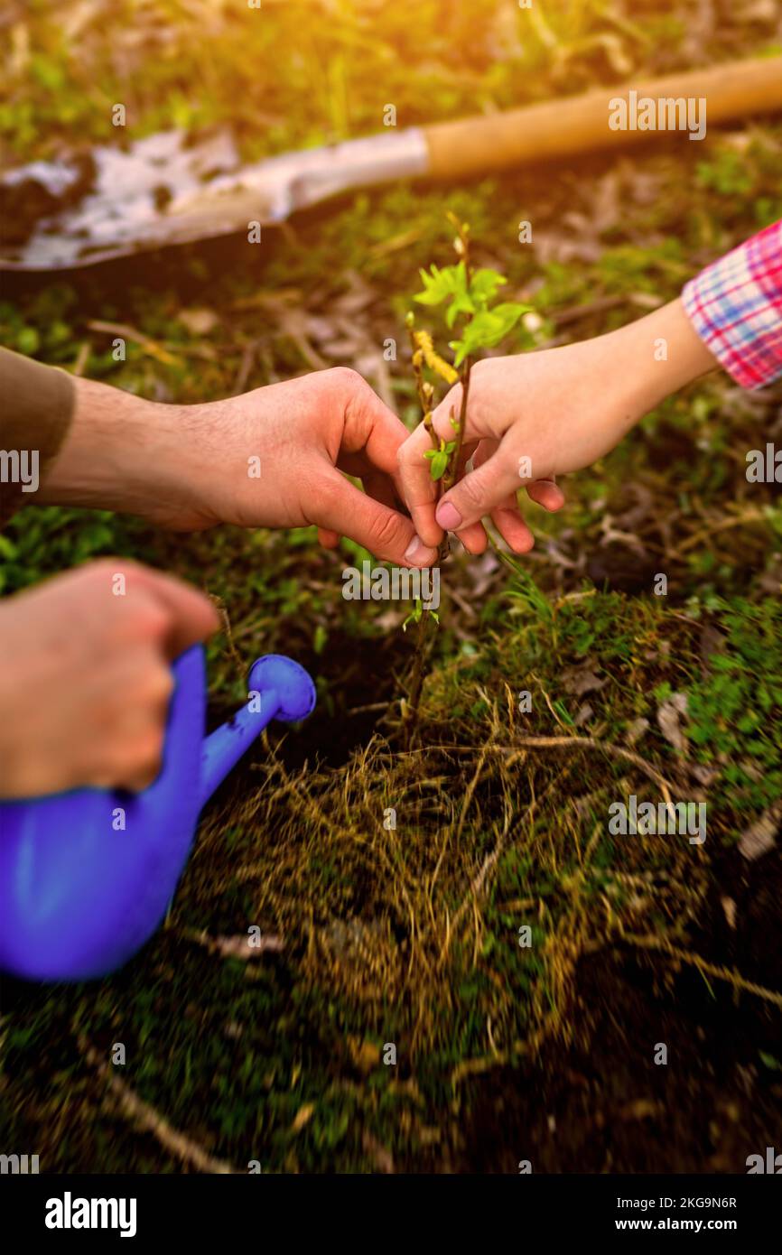 Planting a tree, new life Stock Photo - Alamy