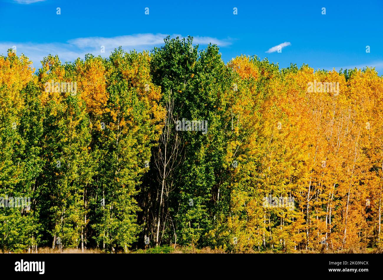 Populus grove with autumn colors. Jaén, Andalucía, Spain, Europe Stock ...