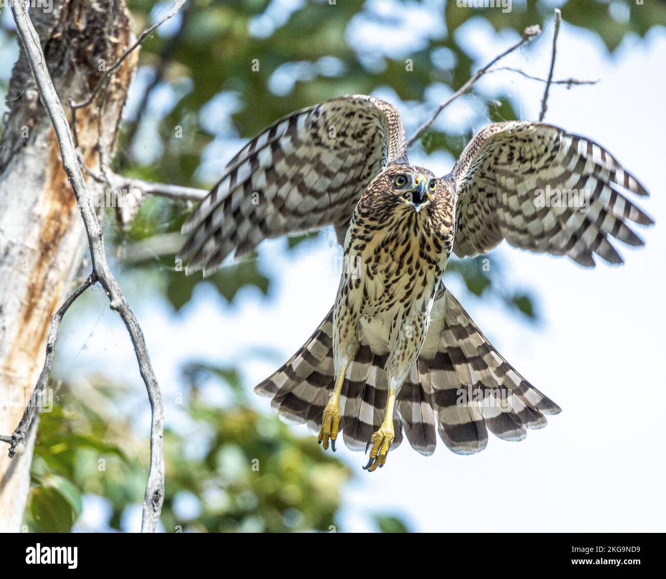 A closeup of a Hawk flying with beautiful open wings surrounded by ...