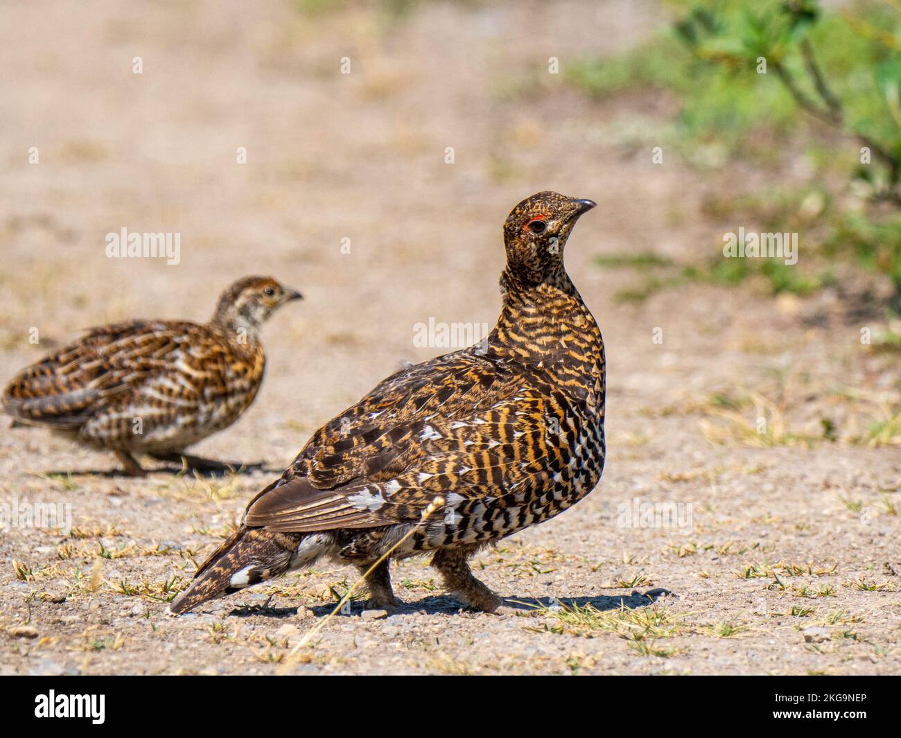 Chinese grouse hi-res stock photography and images - Alamy