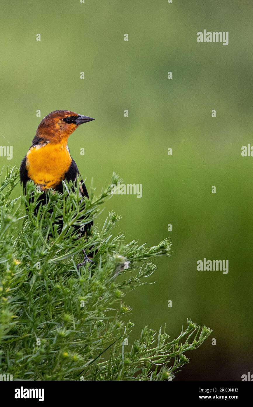 A vertical shot of a Red-headed Bunting bird on a green plant with ...
