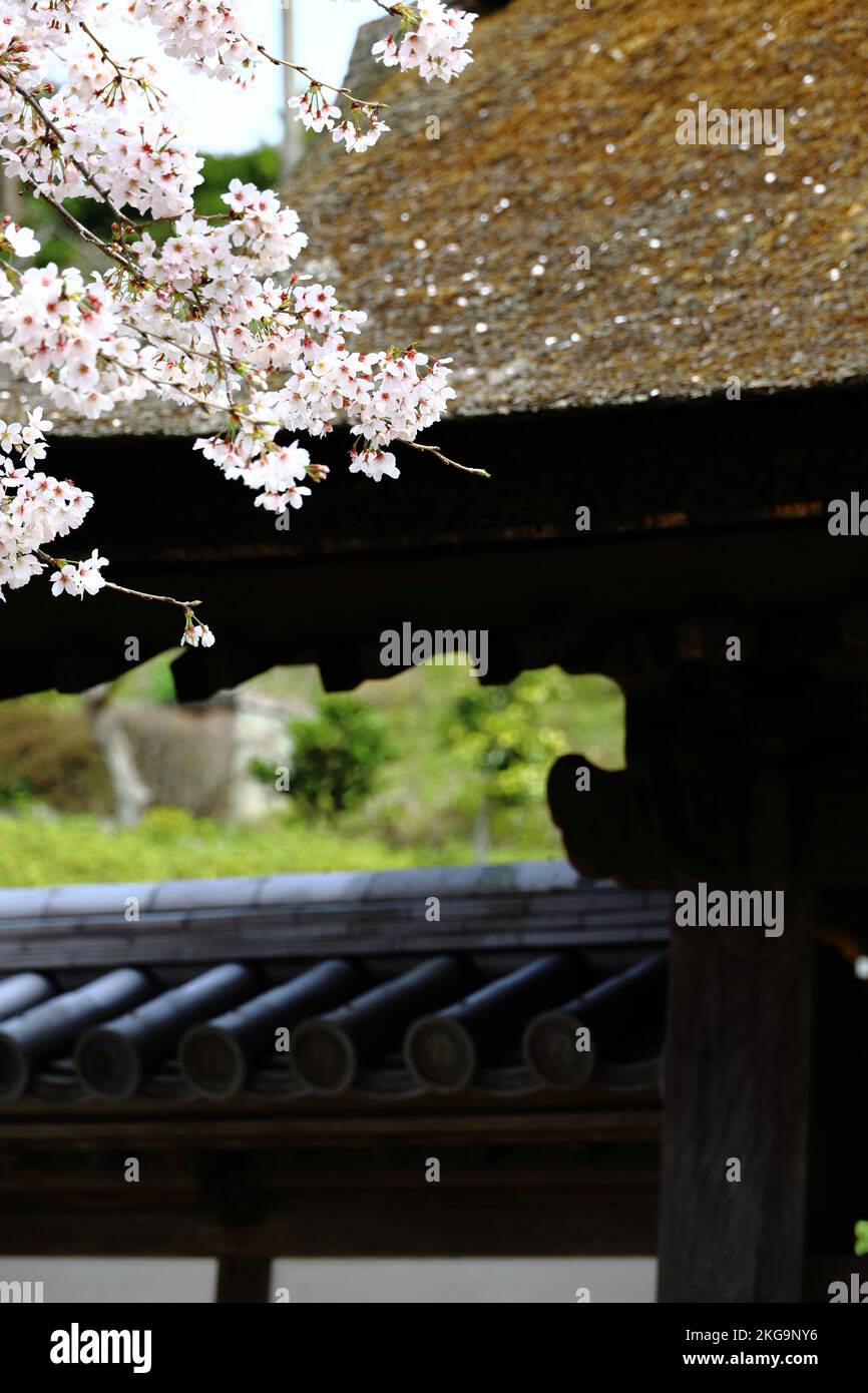Scenery of Kamakura, Japan Cherry blossoms and the temple gate of a ...
