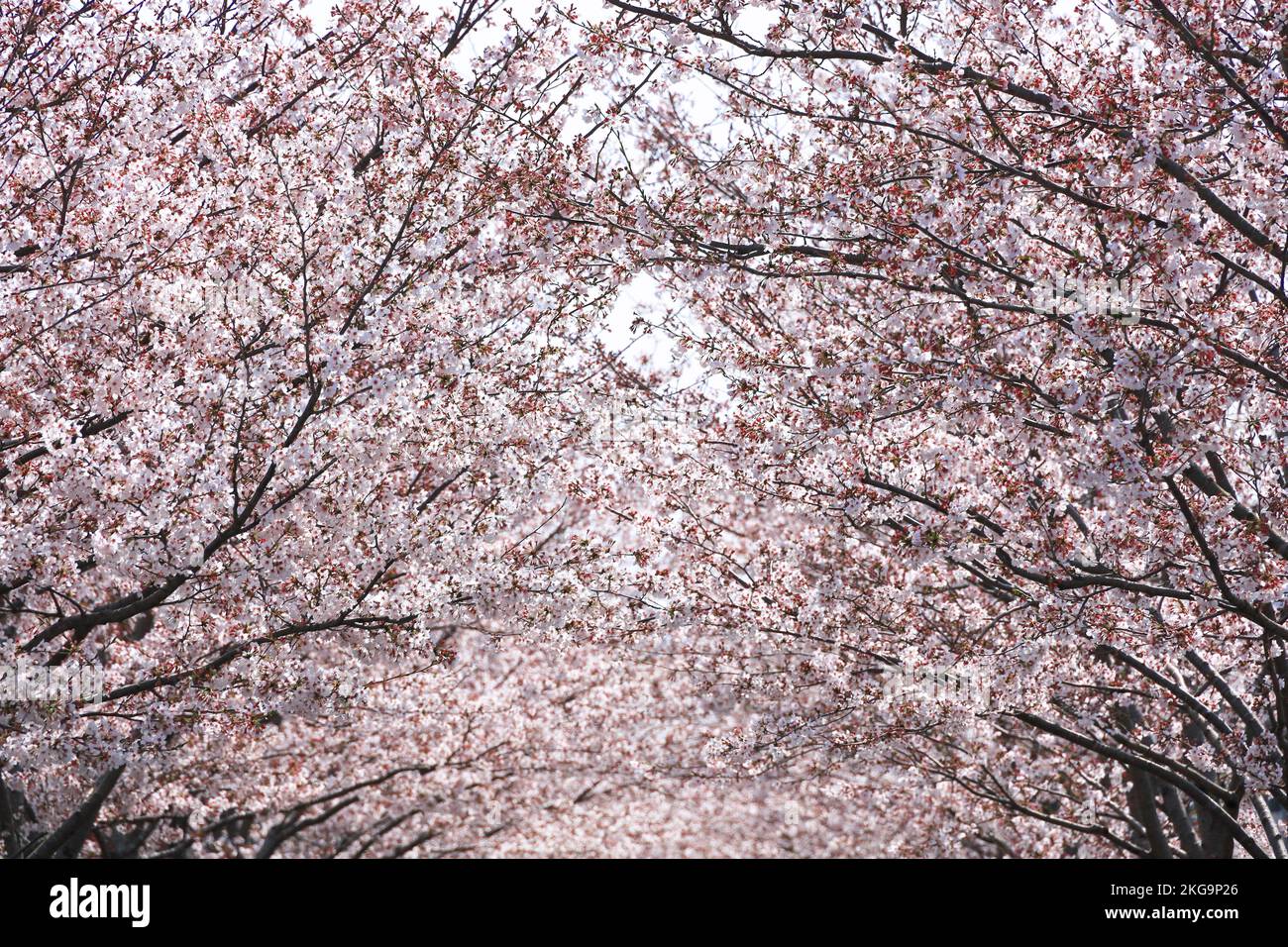 Scenery of Kamakura, Japan A tunnel of cherry blossom trees that looks ...