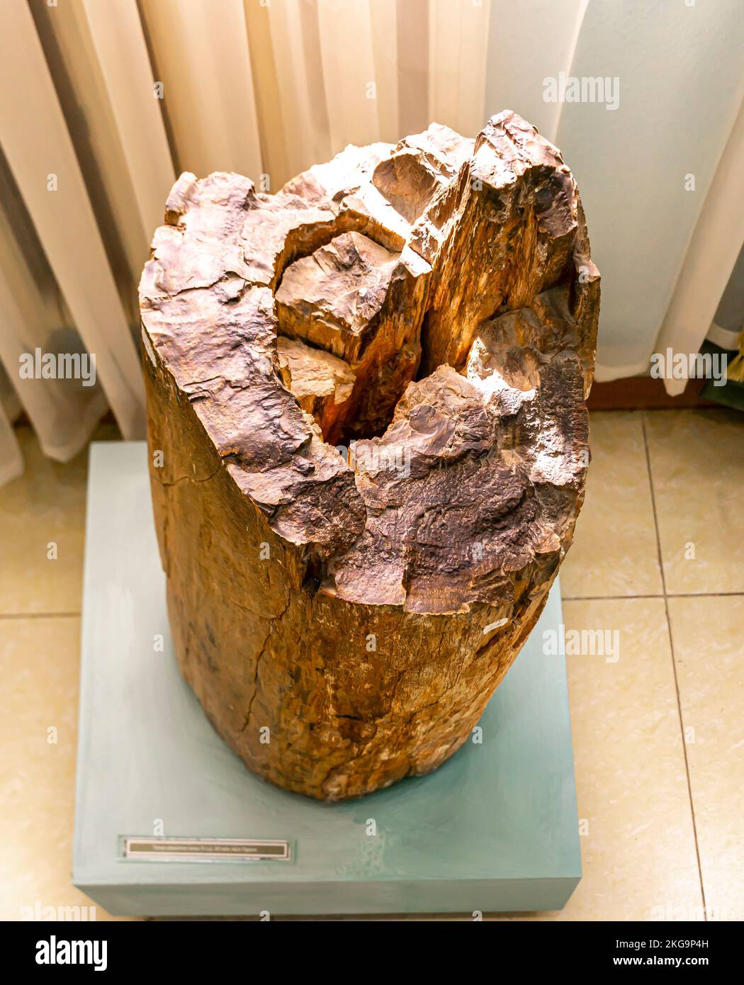 80 million old tree smale. petrified tree stump from million years ago ...