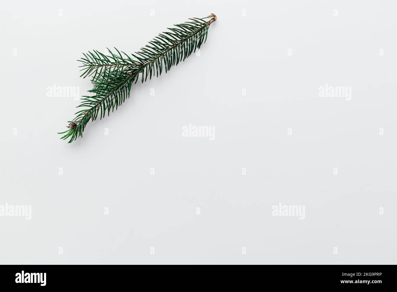 Pine tree branches isolated on white background Stock Photo - Alamy