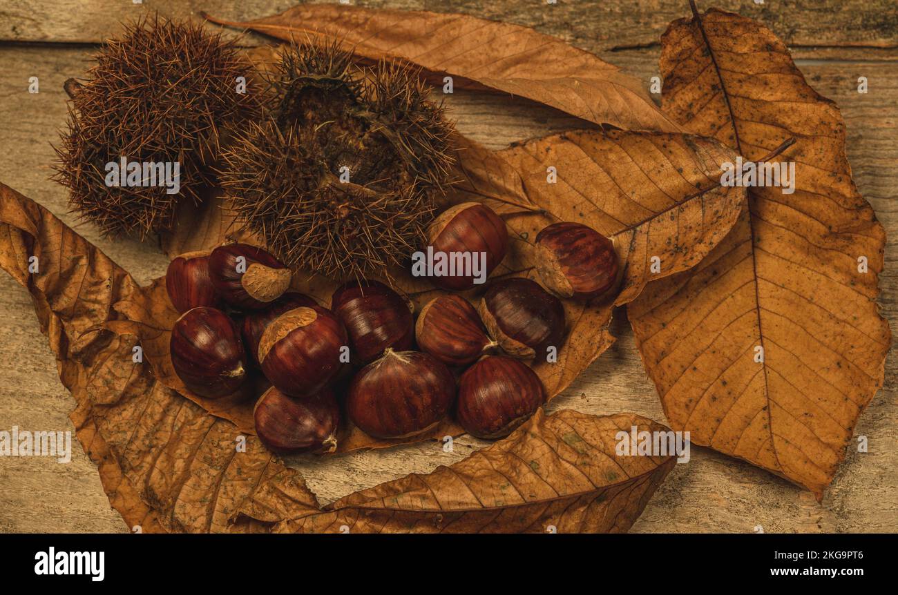 Chestnut tree fruit hi-res stock photography and images - Alamy