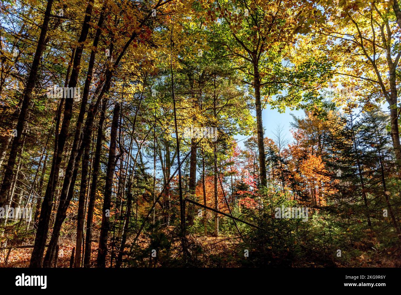 The tall trees covered with autumn leaves in a forest in New England ...