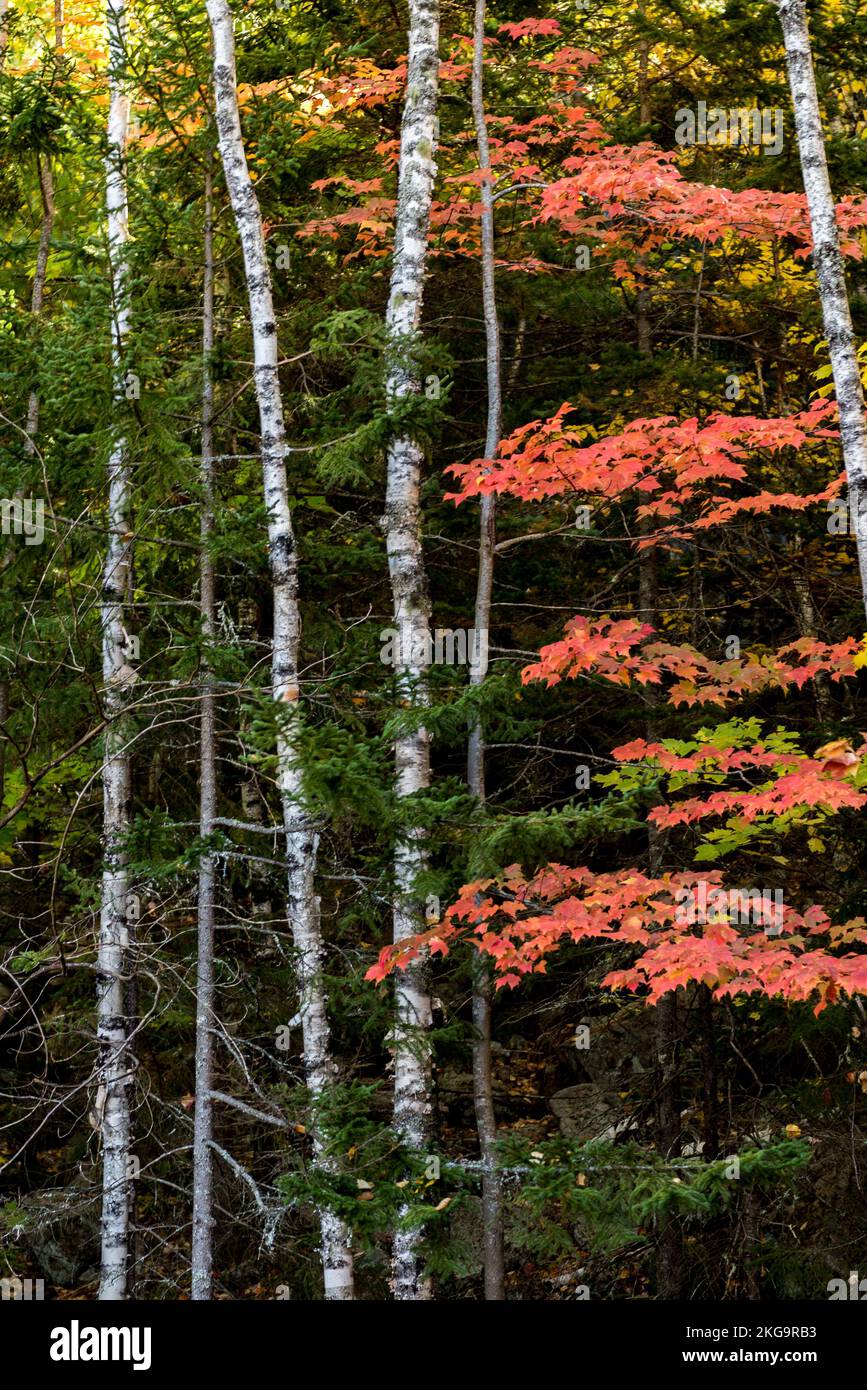 A vertical shot of a tall tree covered with autumn leaves in a forest ...