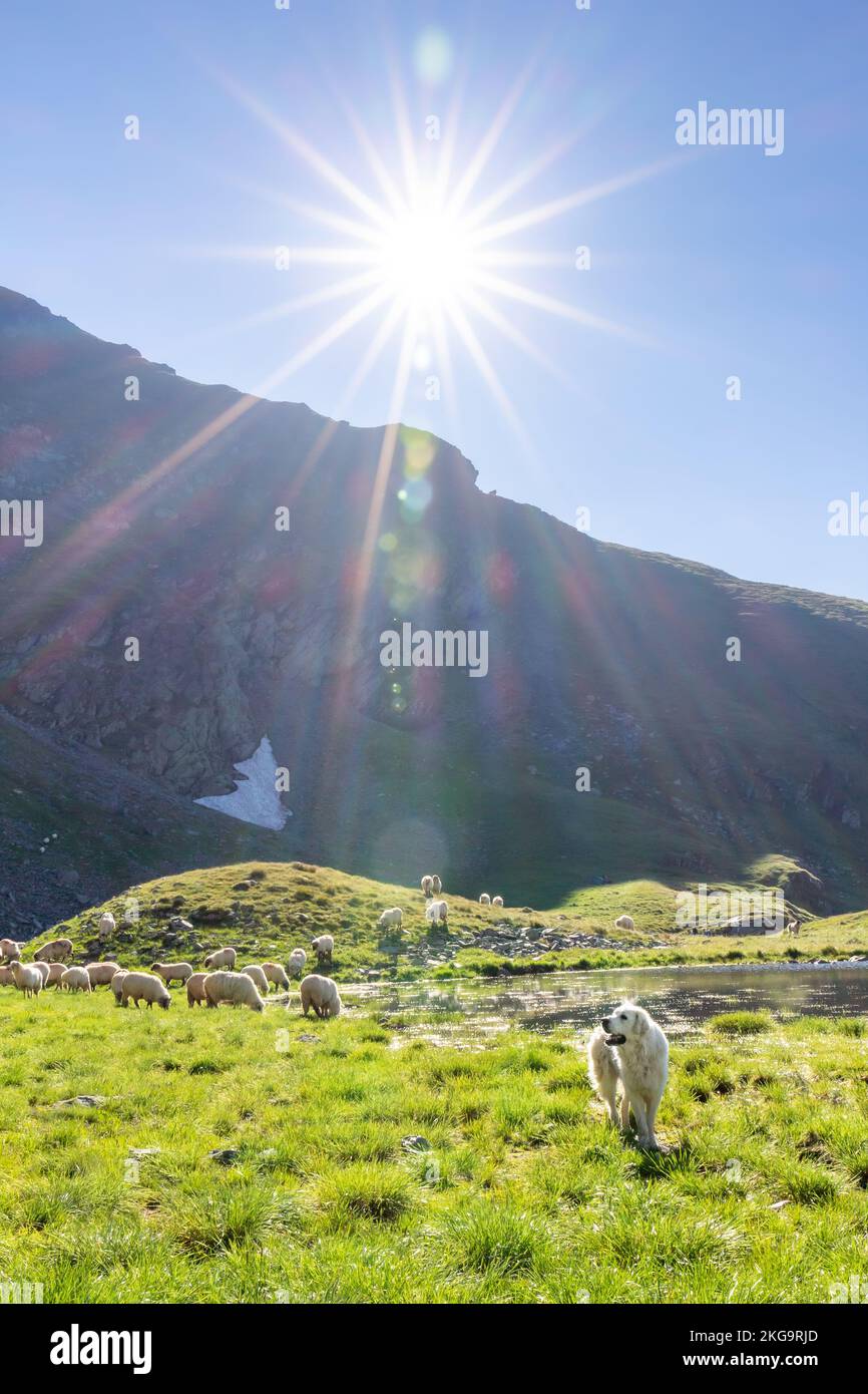 Shepherd dog and sheep in the Carpathian mountains, Fageras, Romania ...
