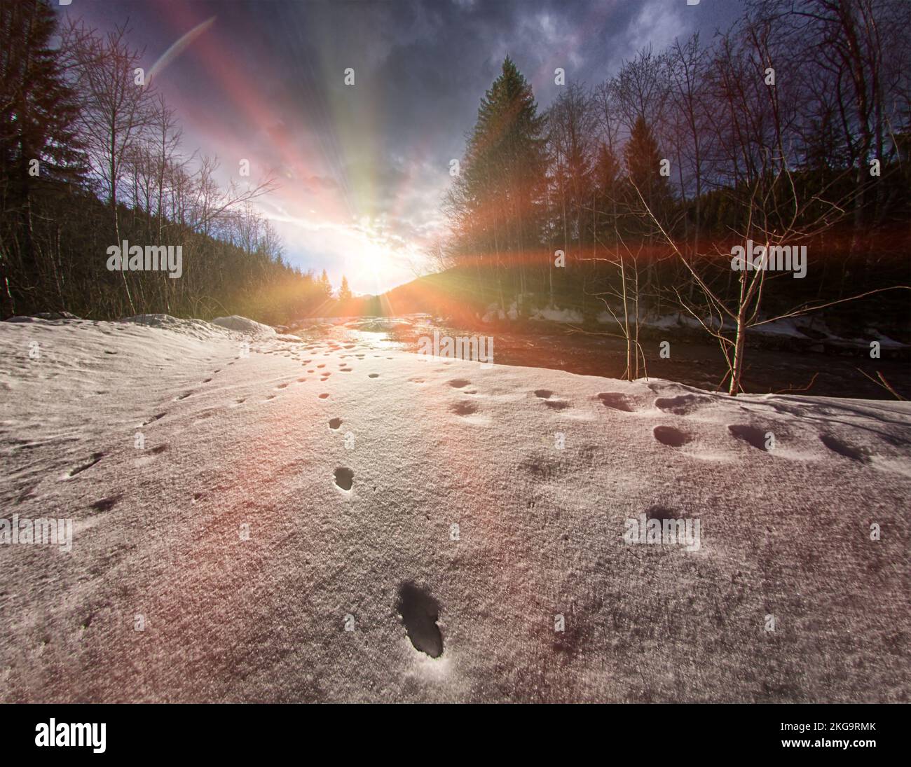 Traces of wild animals on snow near river Stock Photo - Alamy