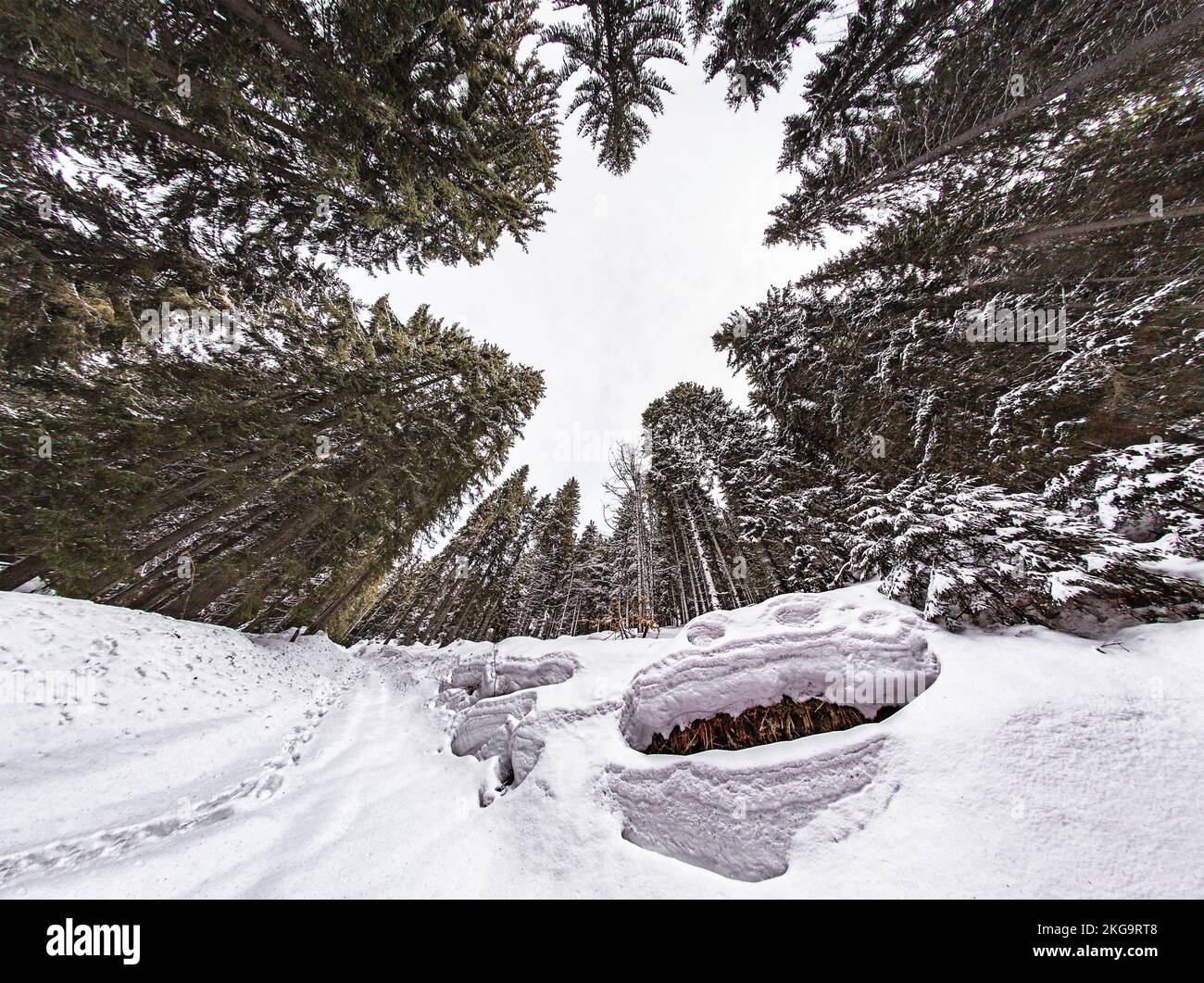 Snow Toad in the forest Stock Photo - Alamy