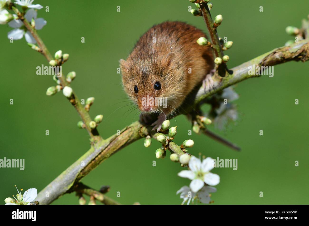 adult harvest mouse micromys minutes sorcinus Stock Photo - Alamy