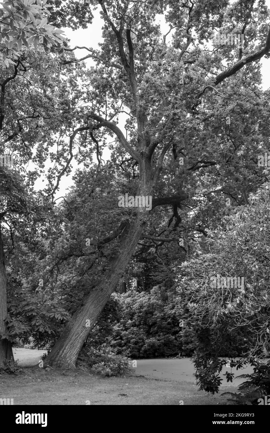 A vertical grayscale shot of a garden and a tall tree slightly bent to ...