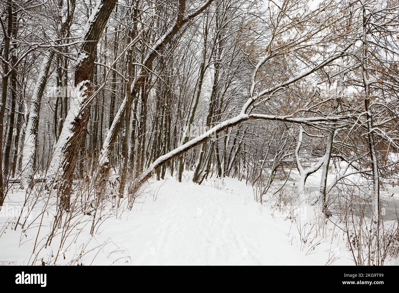 Freshly fallen snow at the beginning of winter in a city park, black ...