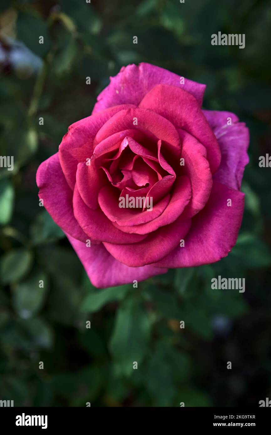 Pink hybrid tea rose in bloom seen up close Stock Photo - Alamy