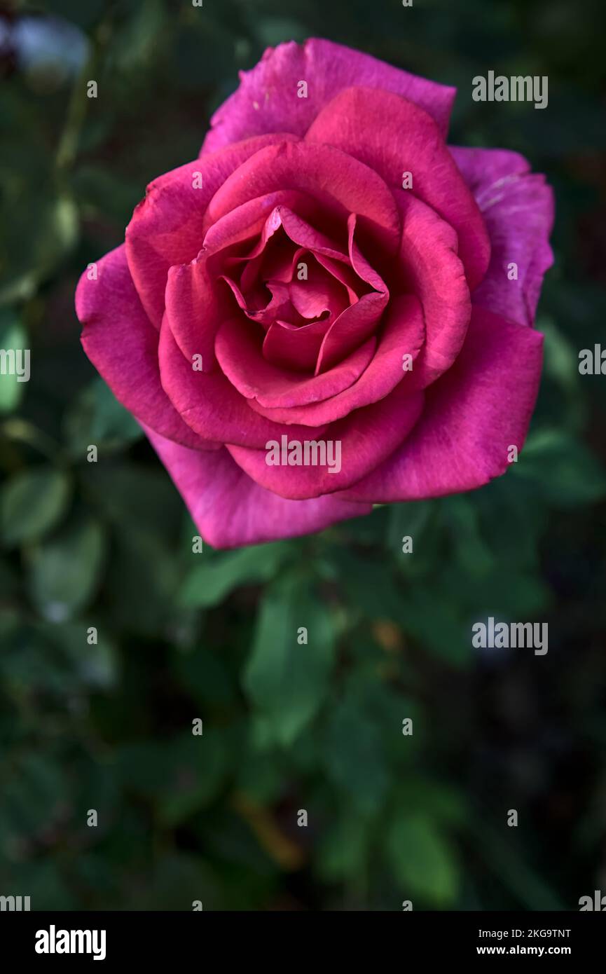 Pink hybrid tea rose in bloom seen up close Stock Photo - Alamy