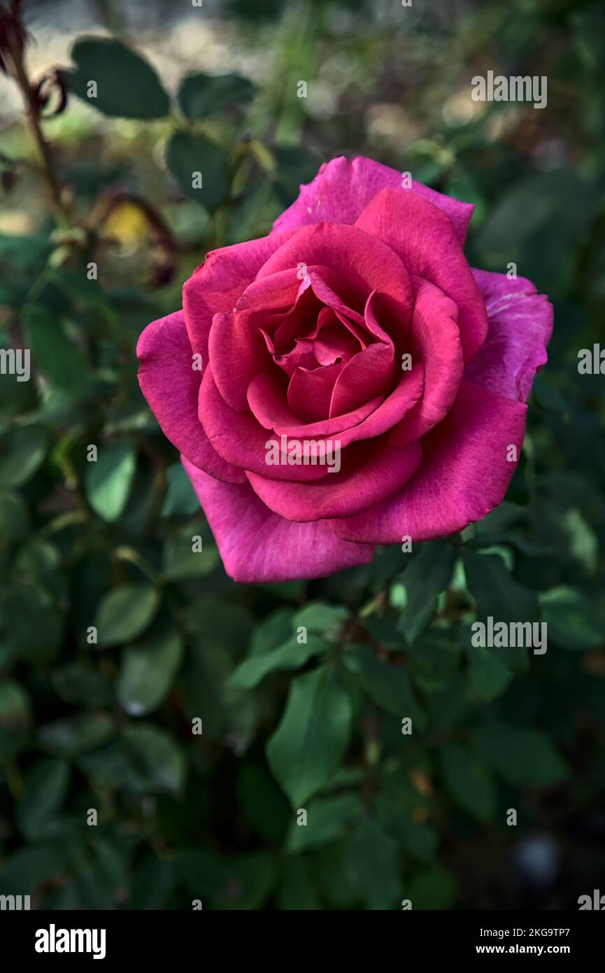 Pink hybrid tea rose in bloom seen up close Stock Photo - Alamy