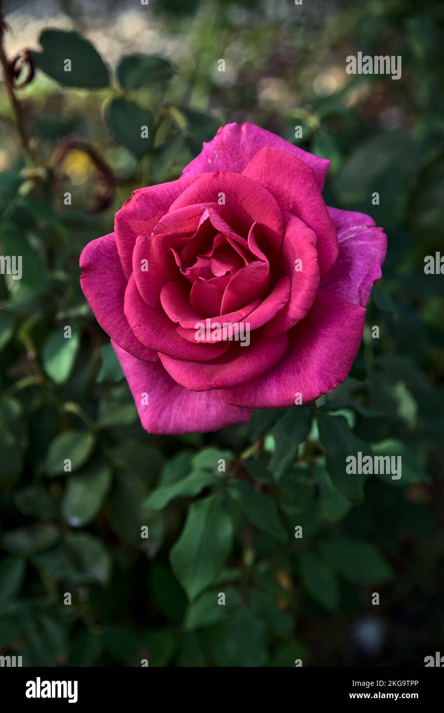 Pink hybrid tea rose in bloom seen up close Stock Photo - Alamy