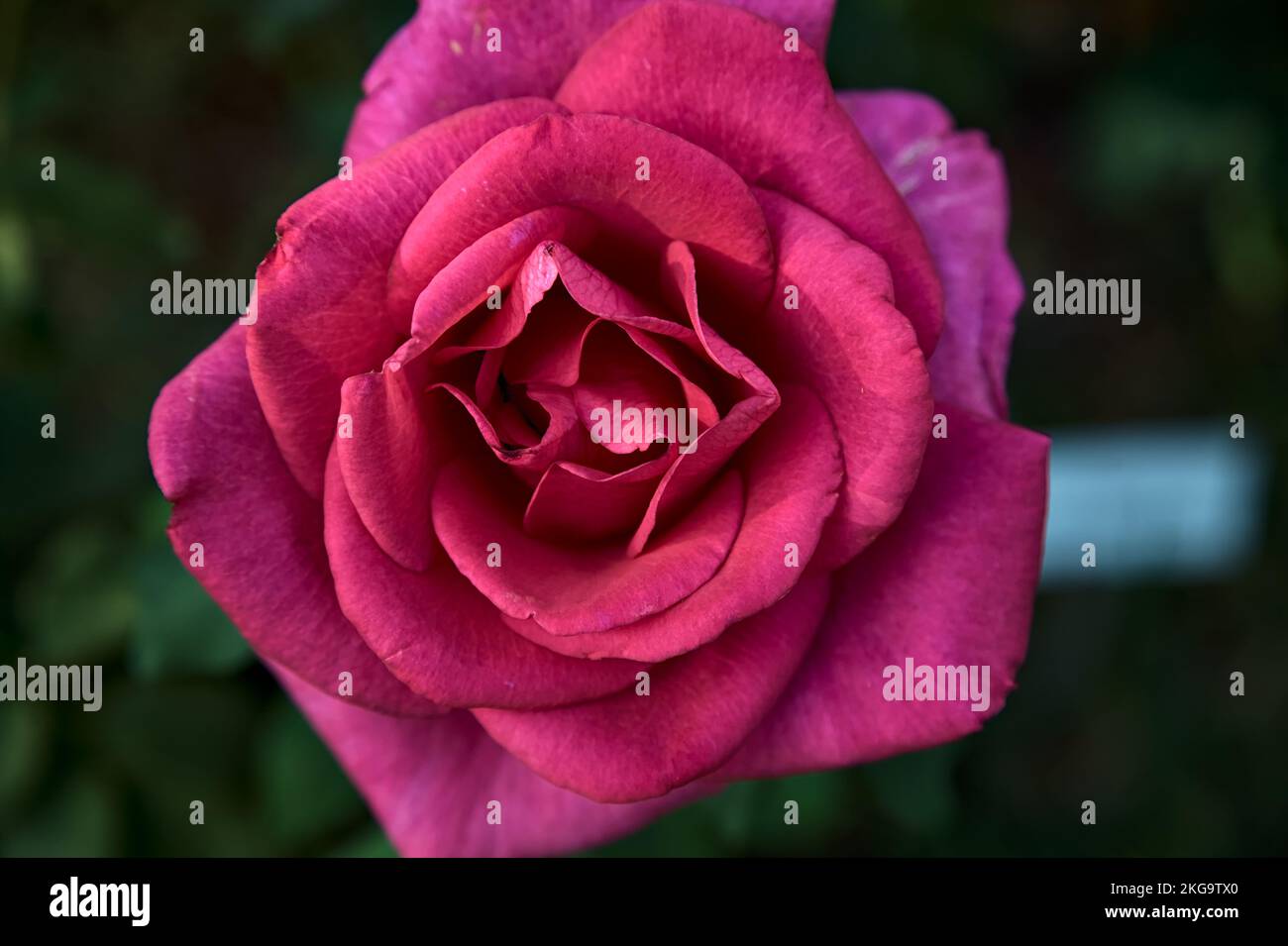 Pink hybrid tea rose in bloom seen up close Stock Photo - Alamy