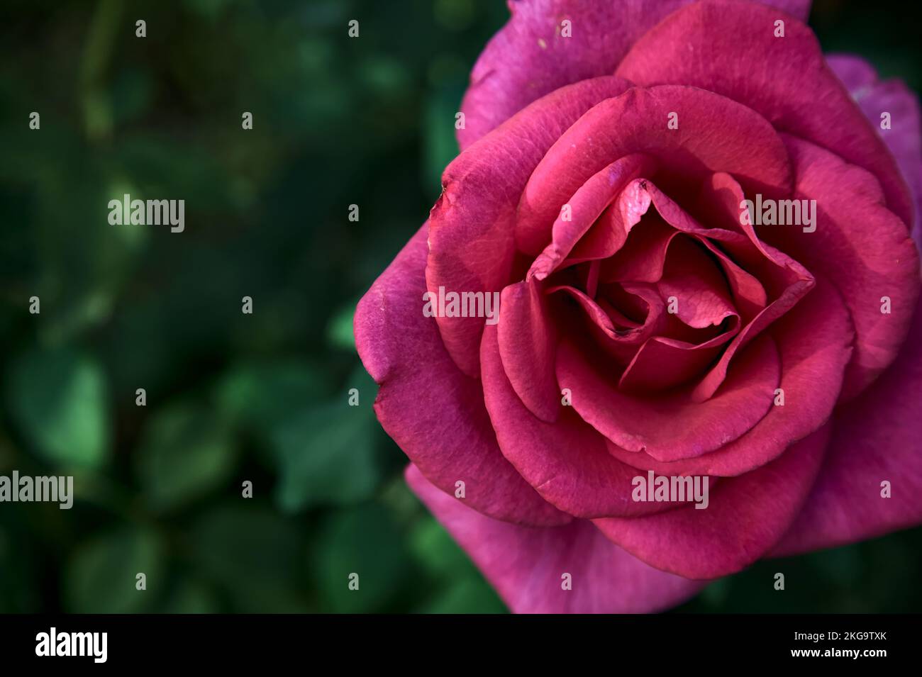 Pink hybrid tea rose in bloom seen up close Stock Photo - Alamy