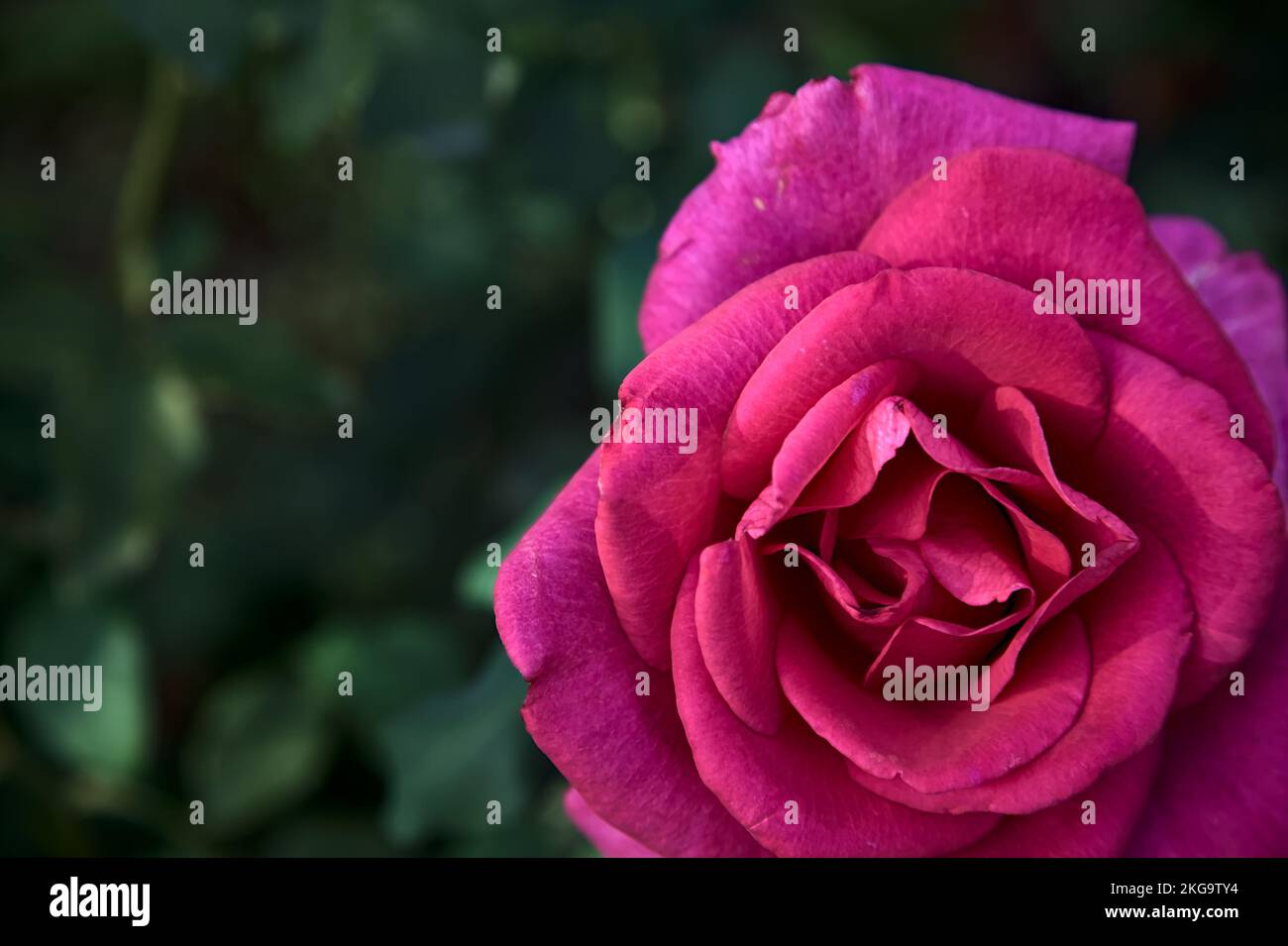 Pink hybrid tea rose in bloom seen up close Stock Photo - Alamy