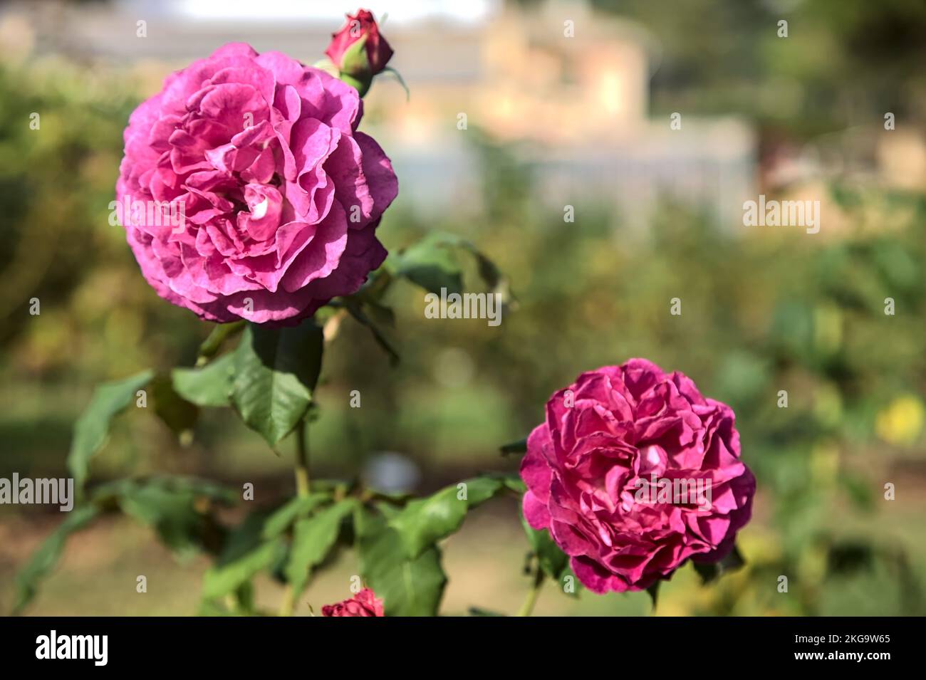Purple english rose in bloom seen up close Stock Photo - Alamy