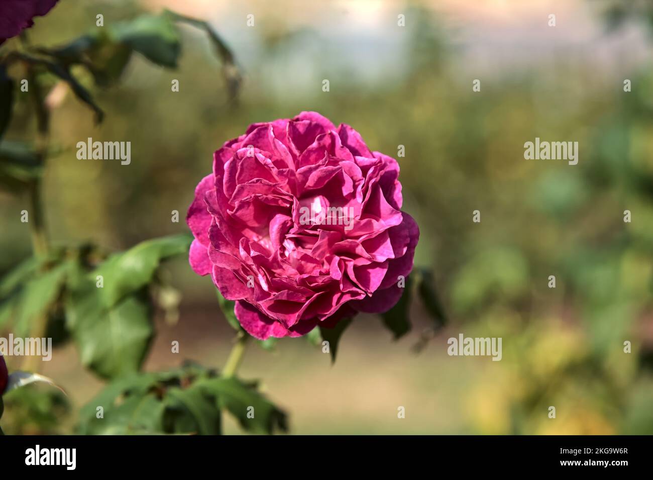 Purple english rose in bloom seen up close Stock Photo - Alamy
