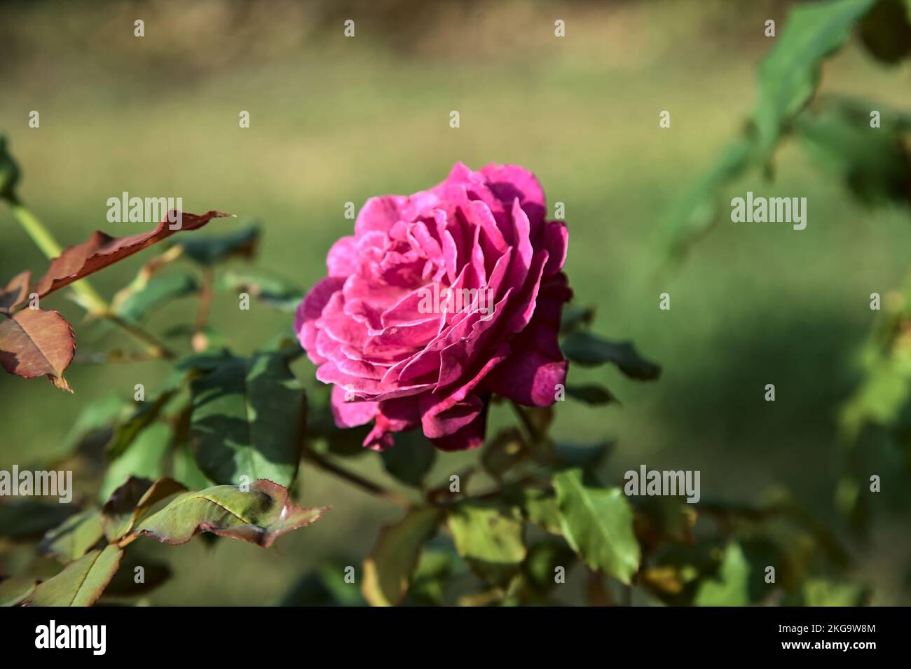Purple english rose in bloom seen up close Stock Photo - Alamy
