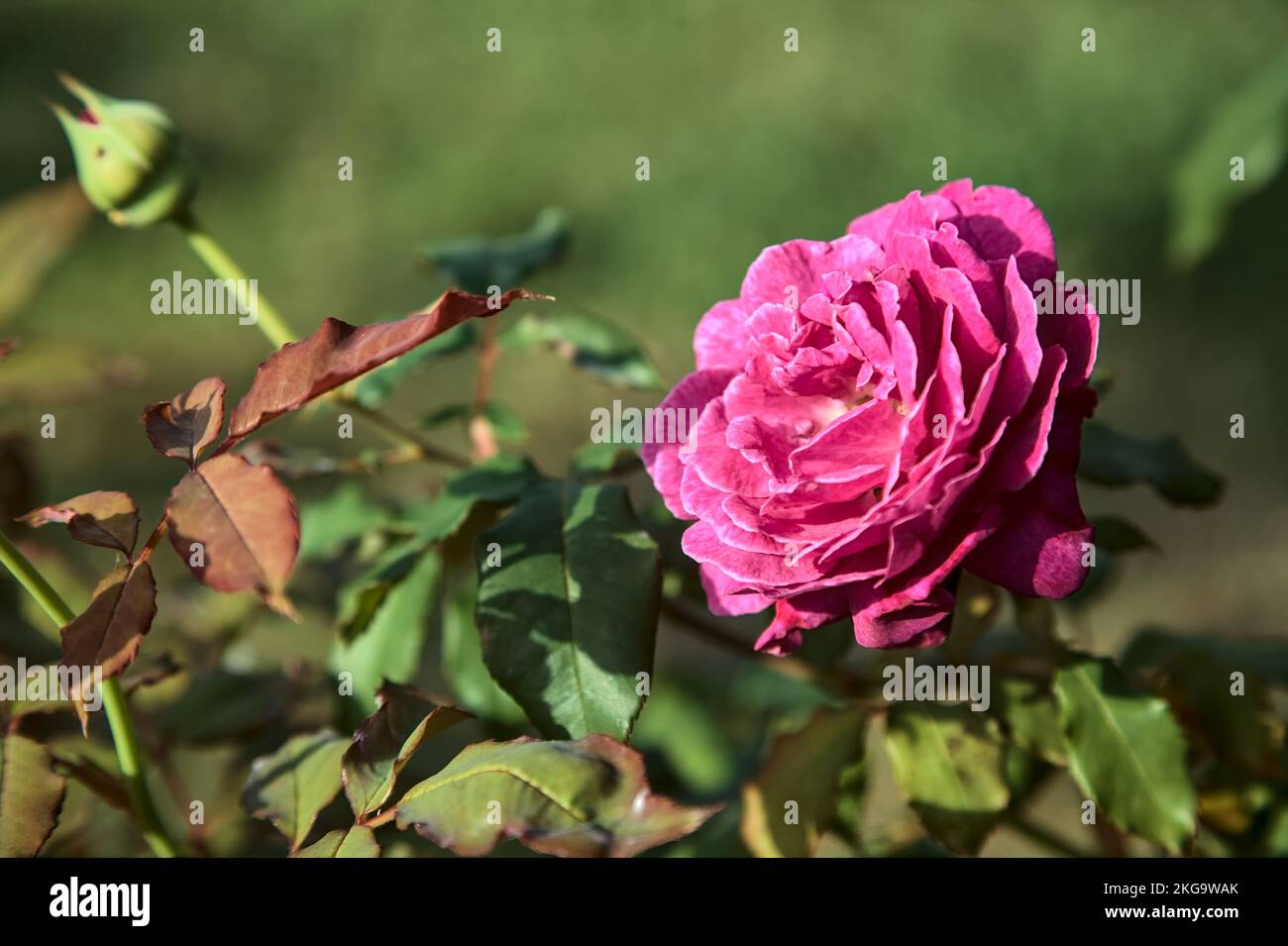 Purple english rose in bloom seen up close Stock Photo - Alamy
