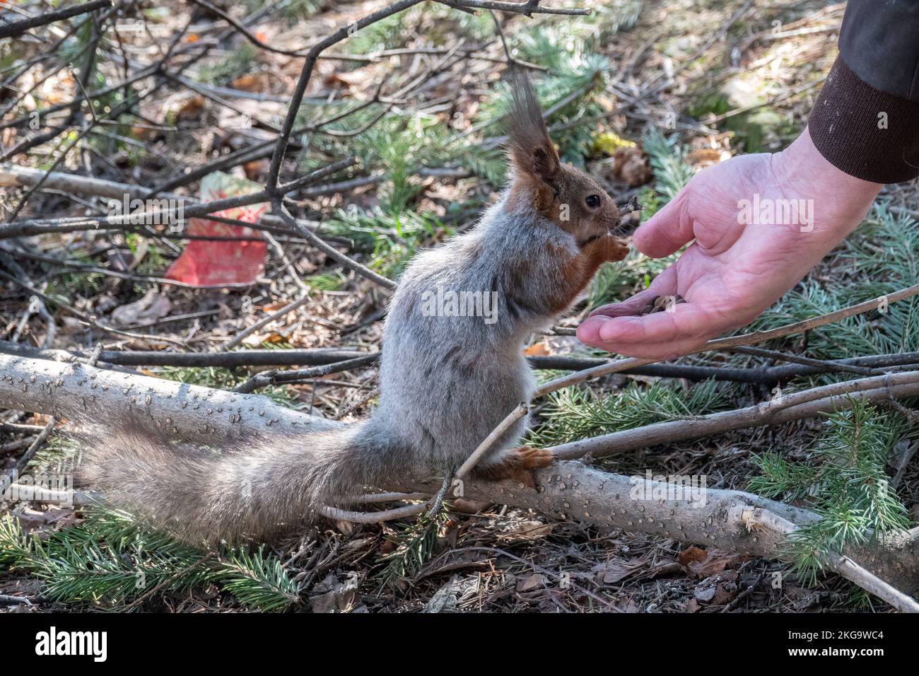 A squirrel in the spring or autumn eats nuts from a human hand ...