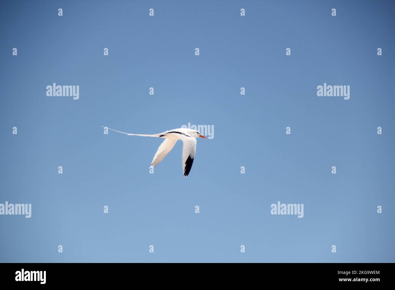 A low angle shot of a white-tailed phaeton flying on blue sky Stock ...