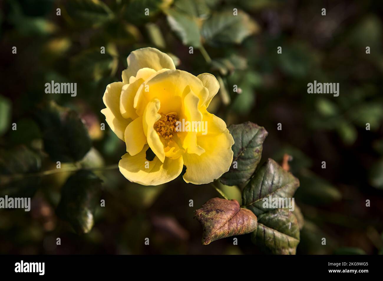 Yellow english rose in bloom seen up close Stock Photo - Alamy