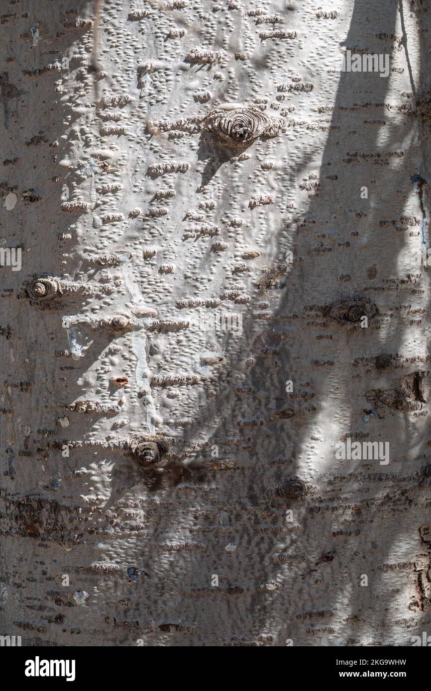 Aspen bark texture. Aspen tree bark detailed texture. Populus tremula ...