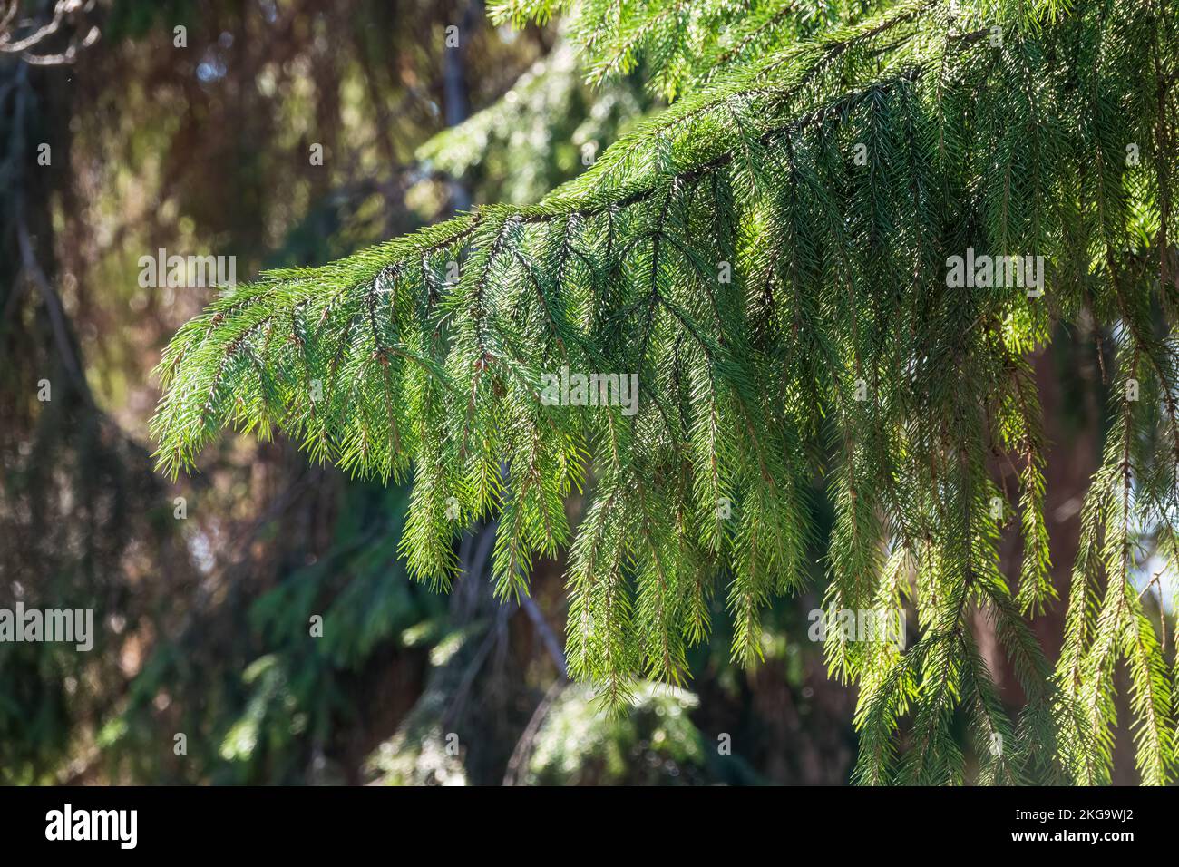 Fir branches in the sunset light. Spruce branches on green background ...