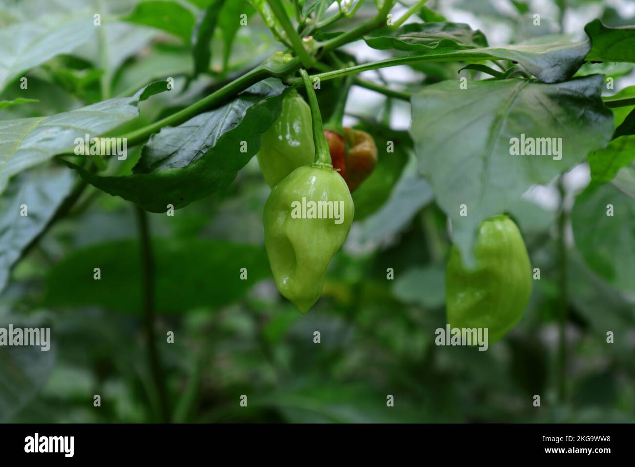 Capsicum chinense varieties hi-res stock photography and images - Alamy