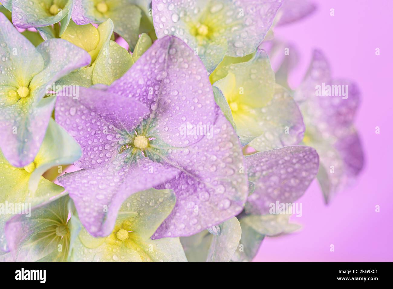Spring Nature background with blooming hydrangea flowers Stock Photo ...