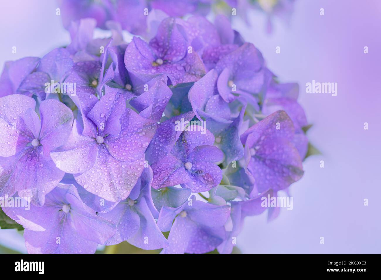 Spring Nature background with blooming hydrangea flowers Stock Photo ...