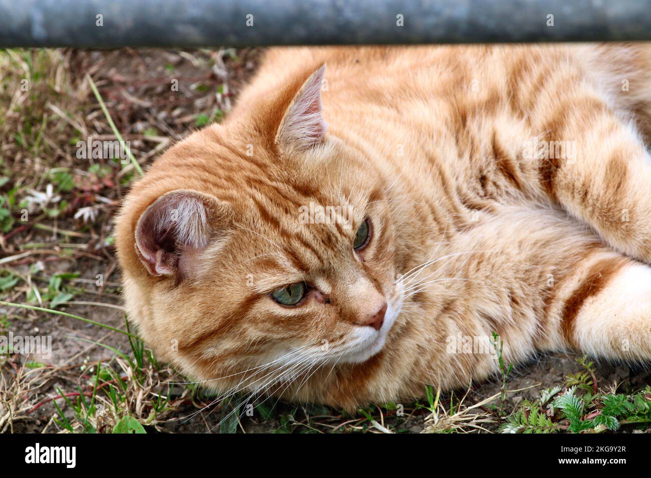 Ganger hi-res stock photography and images - Alamy