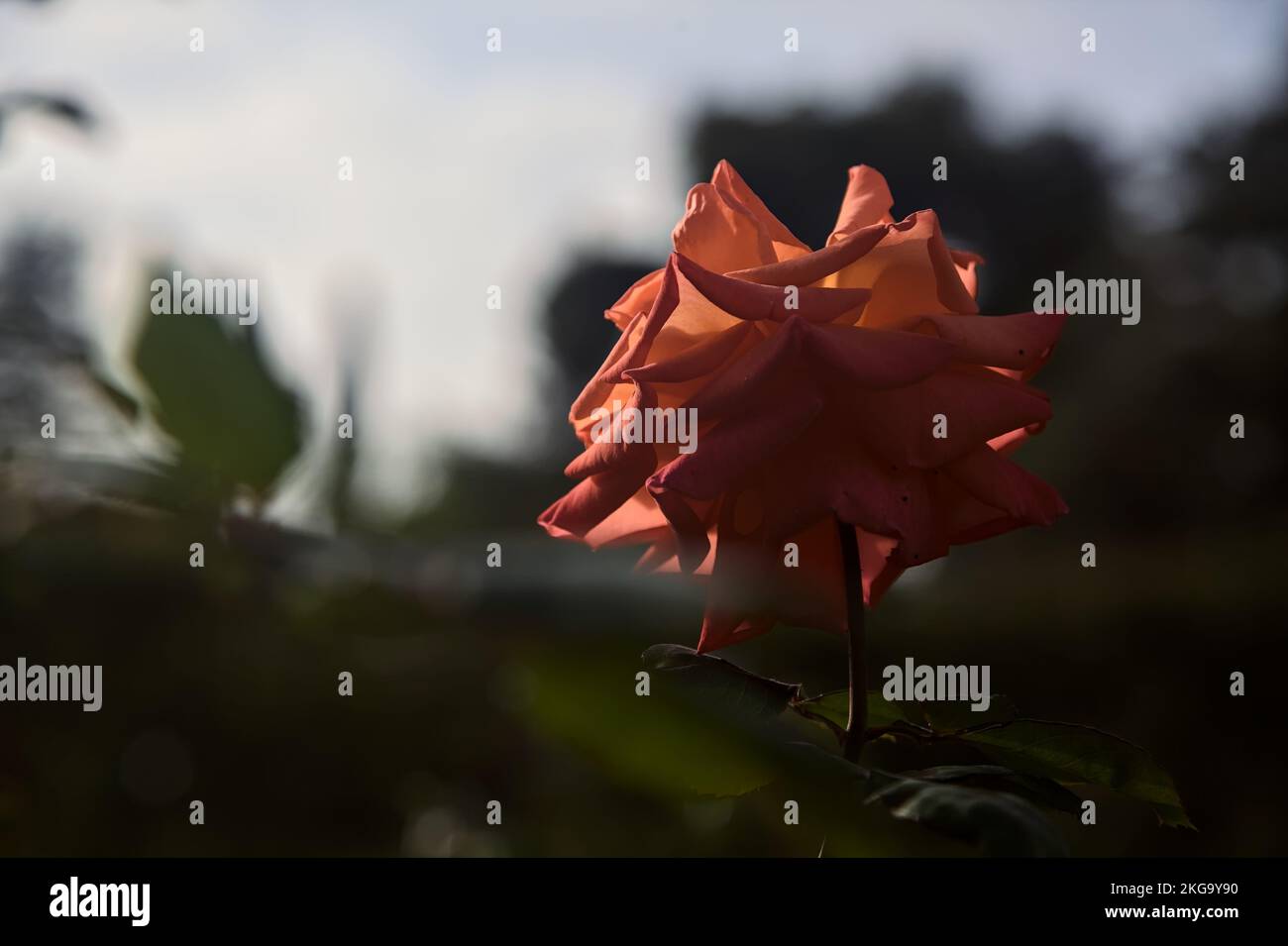 Coral hybrid tea rose in bloom seen up close Stock Photo - Alamy