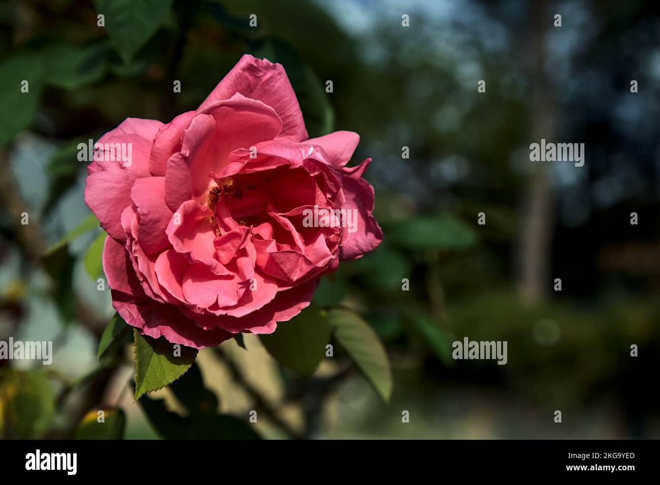Purple english rose in bloom seen up close Stock Photo - Alamy