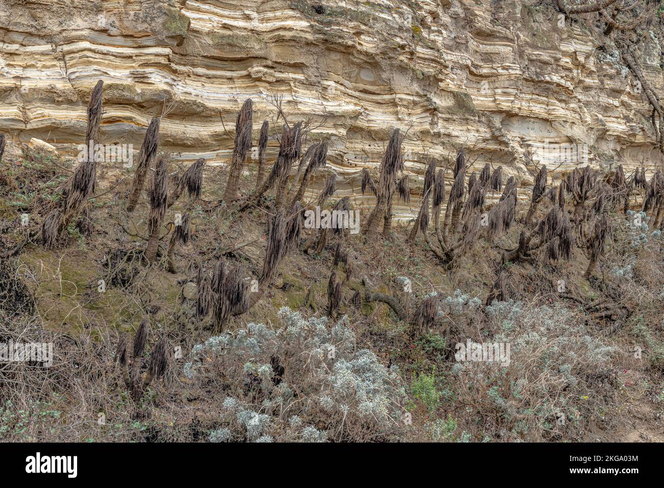 Close up of a sandstone cliff with dead yucca plants at its base, part ...