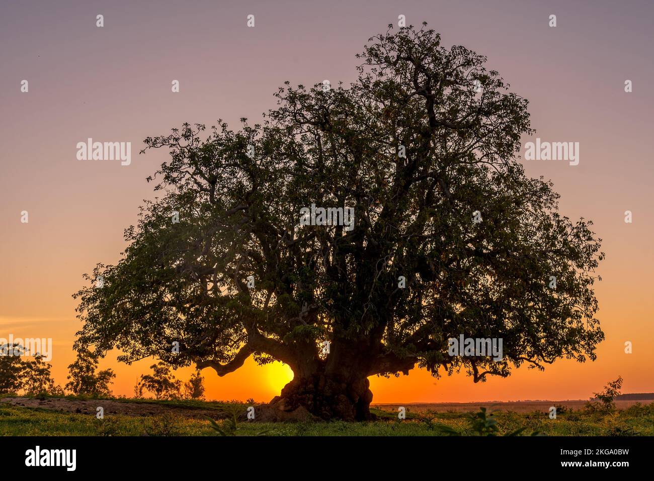 The Ombu tree planted in the field at sunset in Corrientes, Argentina ...