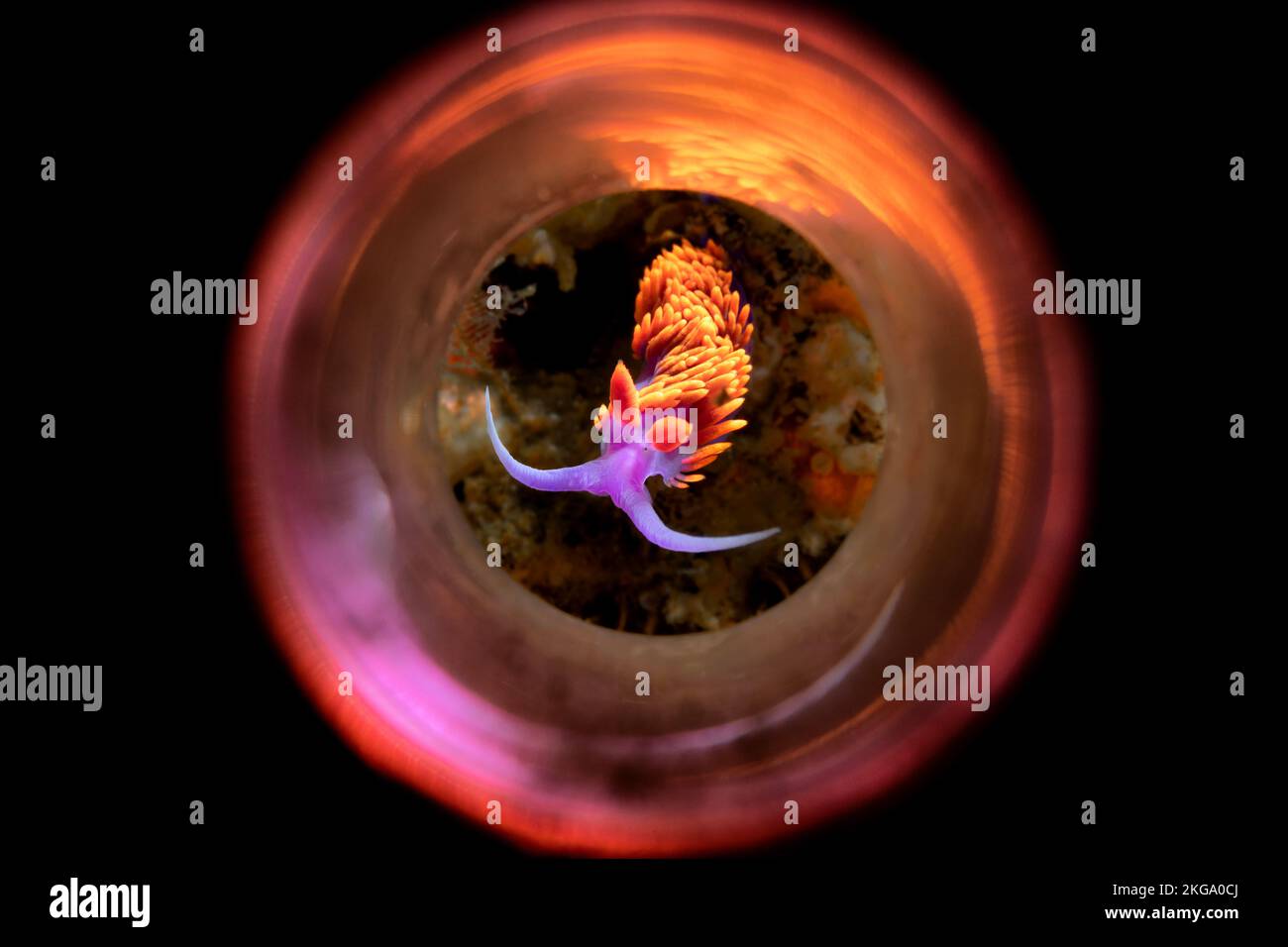 A small Spanish Shawl nudibranch snail in California's Channel Islands ...