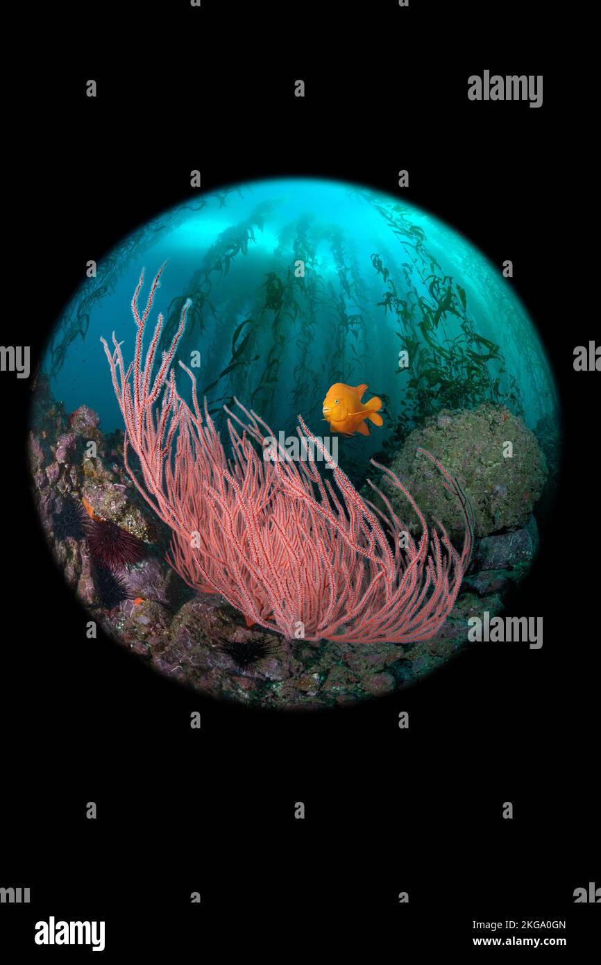 A circular image showing a wide perspective of a kelp bed with a ...
