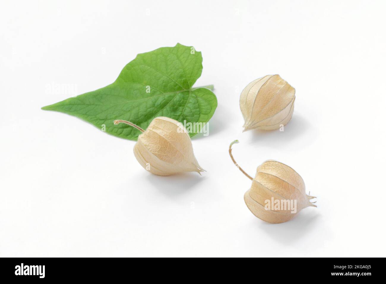 Three ripe physalis fruits in husks and green leaf of physalis ...