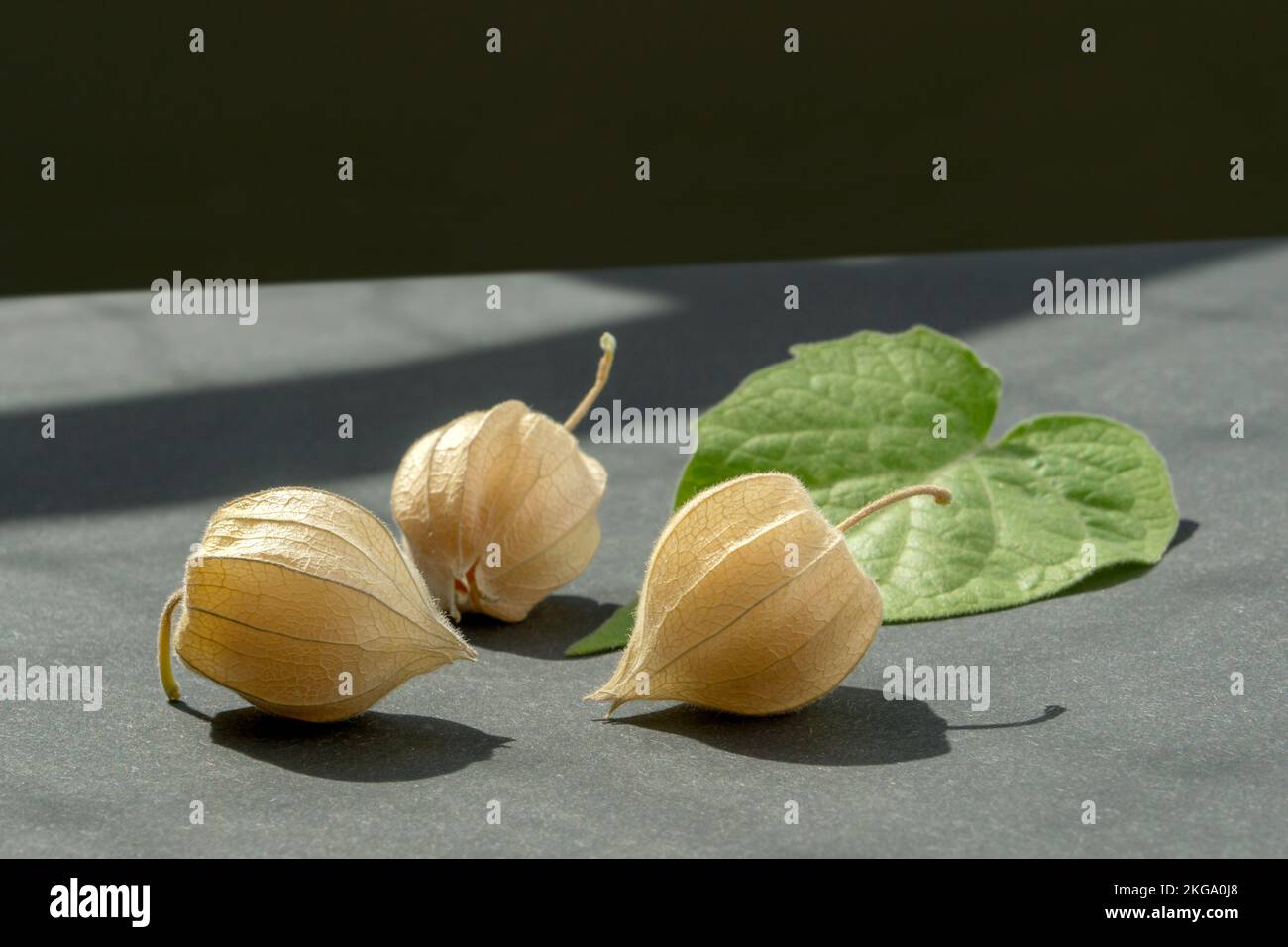 Whole ground cherry fruits in husks and green leaf of physalis ...